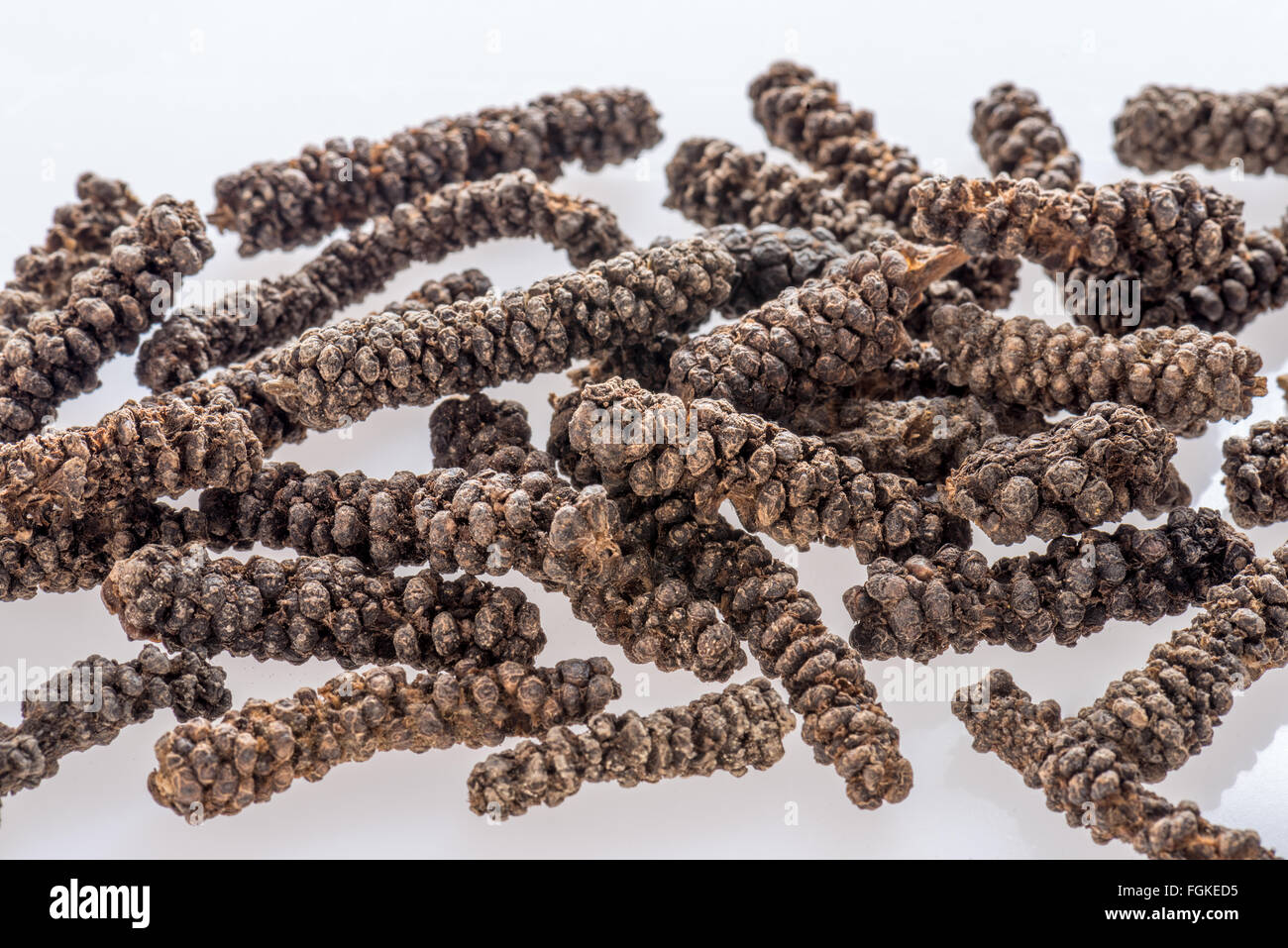 Piperaceae Piper longum, long pepper, Javanese pepper, Indian ...