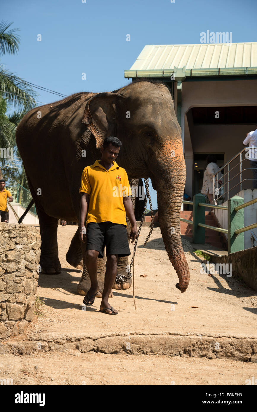 A mahout ( elephant keeper) leading his female elephant through the ...