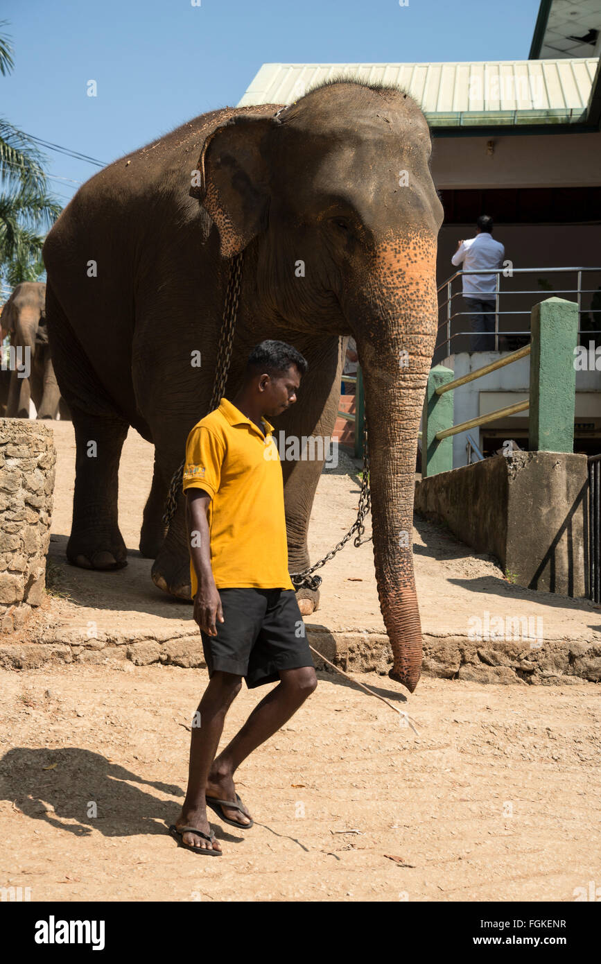 A mahout ( elephant keeper) leading his female elephant through the ...