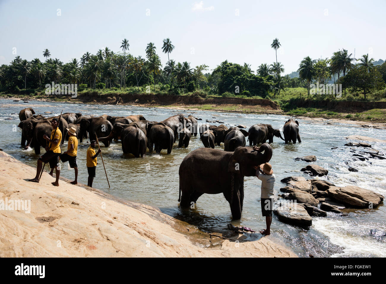 A group of mahouts ( elephant keeper) on the banks of the Maha Oya ...