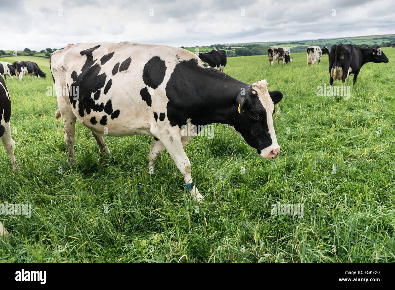 Welsh cows grazing on green pastures in Pembrokeshise Stock Photo - Alamy