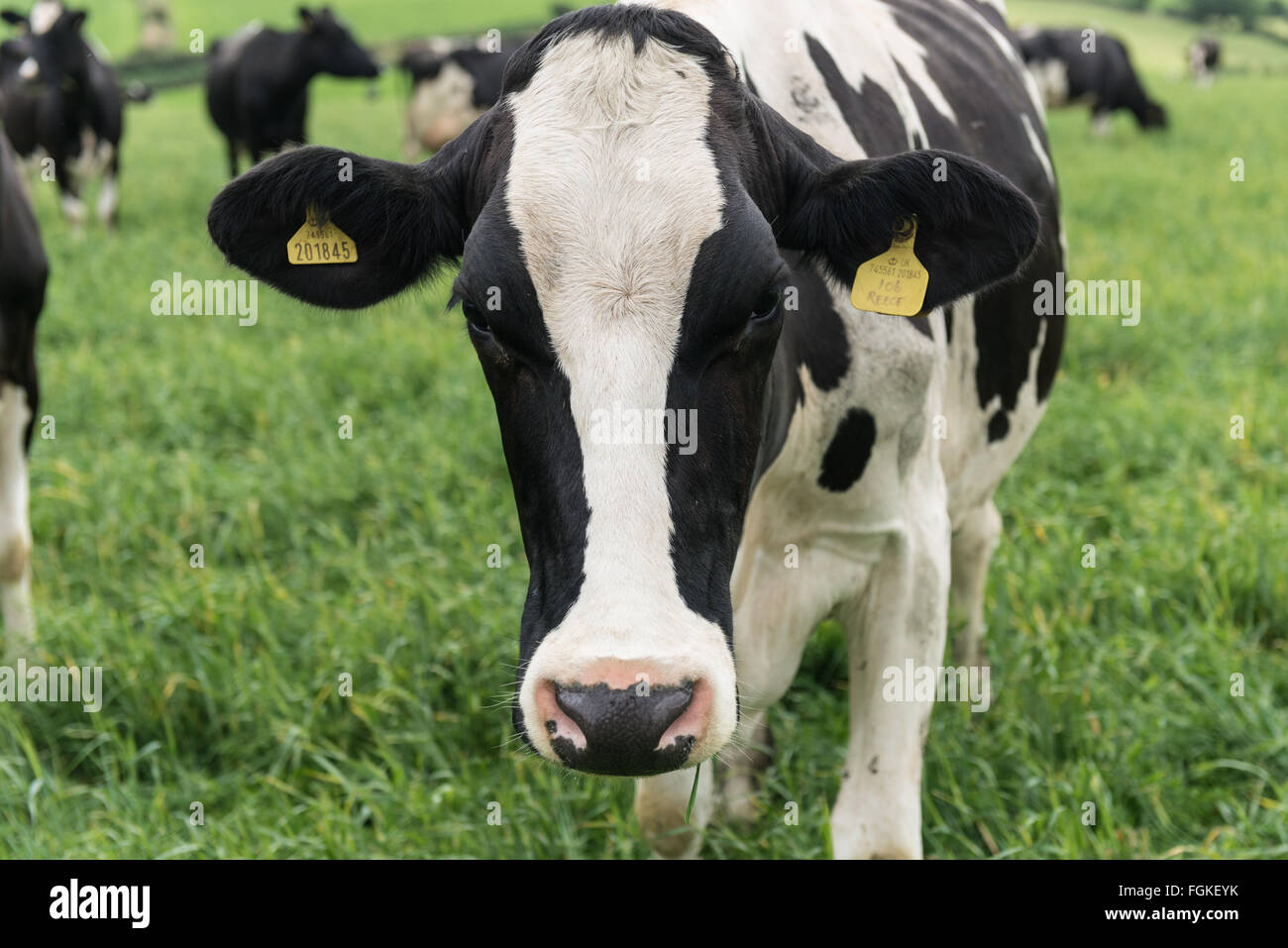 Welsh cows hi-res stock photography and images - Alamy