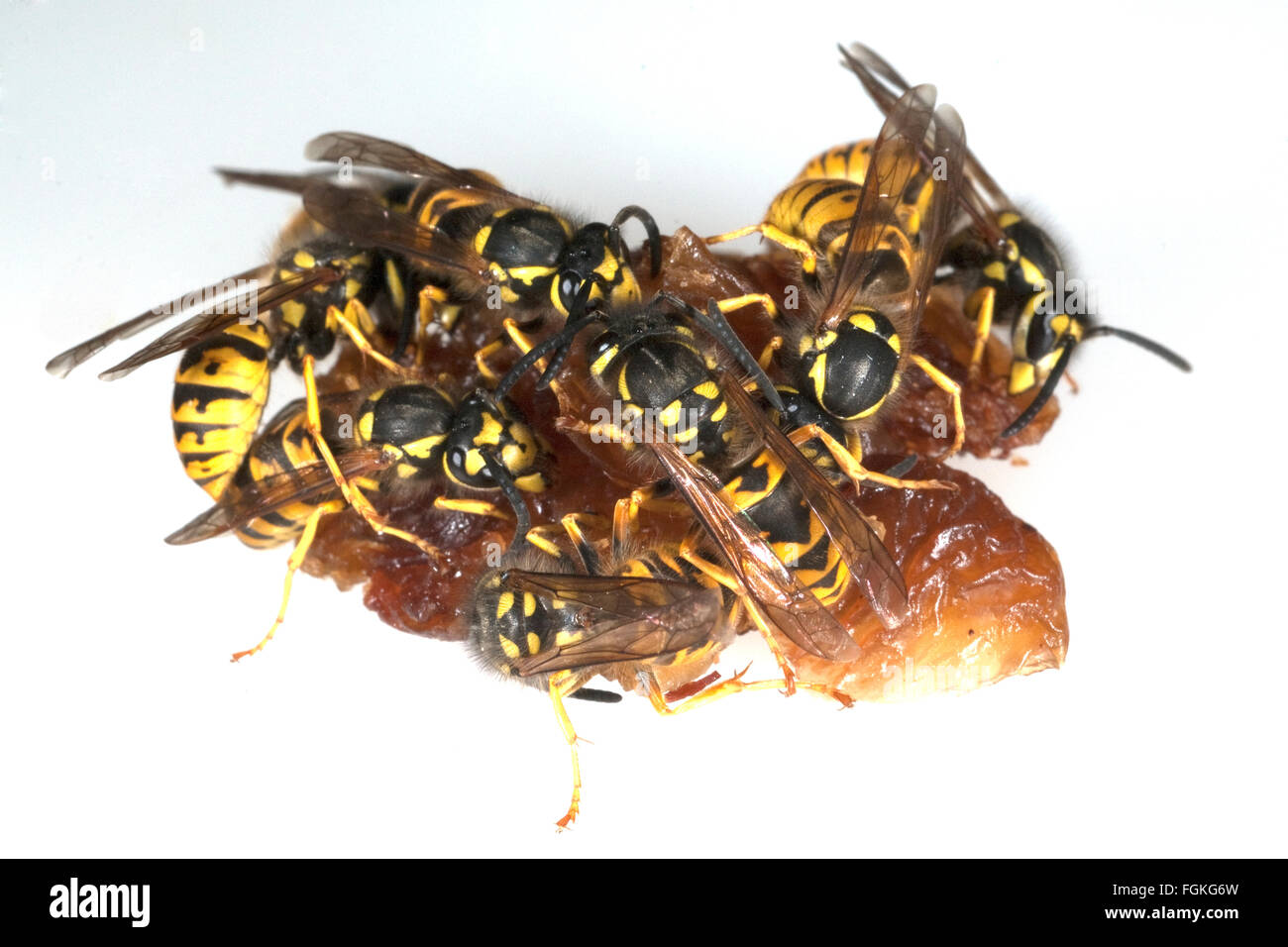 Wespen, Wasp; Vespula; germanica Stock Photo - Alamy