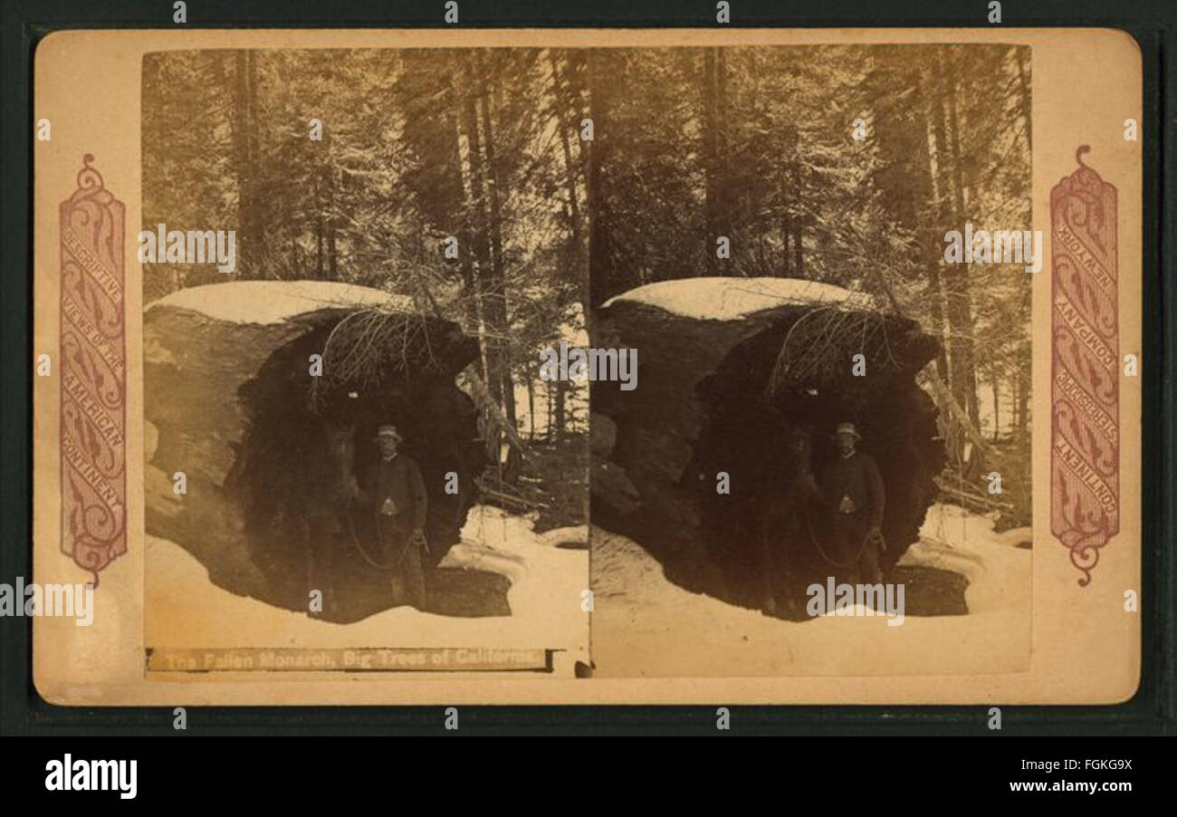 The Fallen Monarch, big trees of California, by Continent Stereoscopic ...