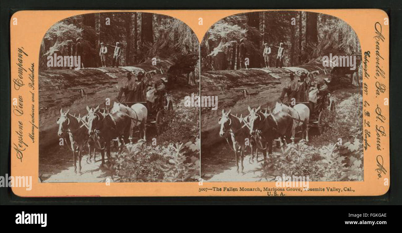 Photograph of The Fallen Monarch in Mariposa Grove, Yosemite Valley ...