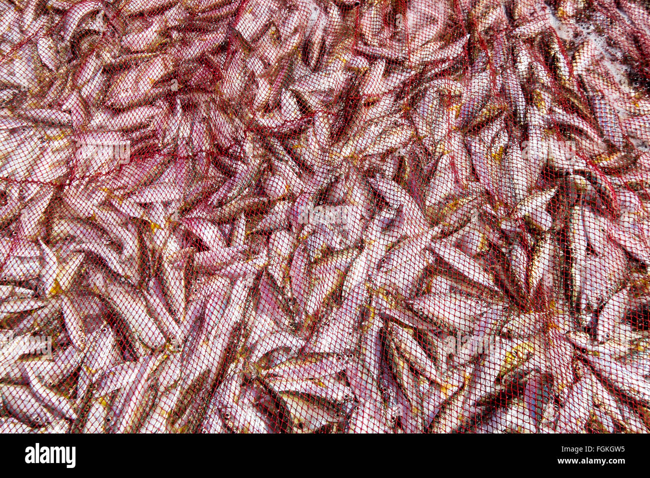 Indian fish hi-res stock photography and images - Alamy