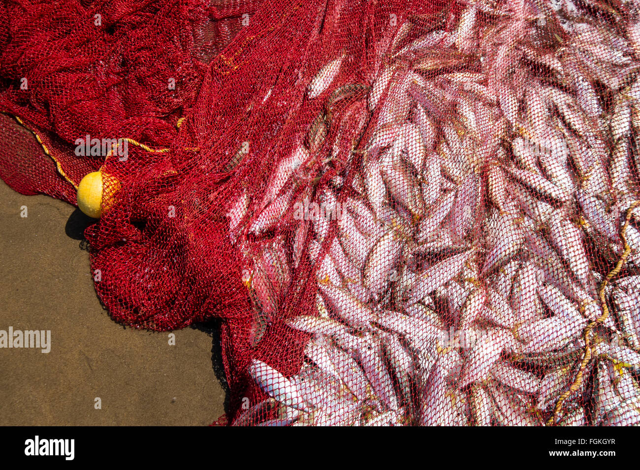 Fish in a net which has just been hauled onto a beach in south India ...