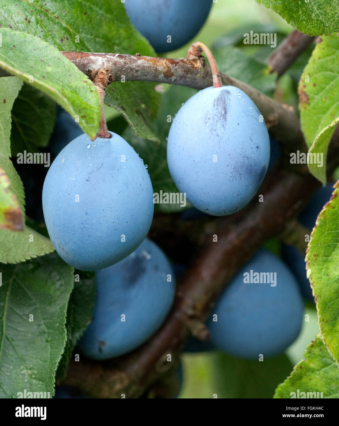 Pflaumen prunus domestica hi-res stock photography and images - Alamy