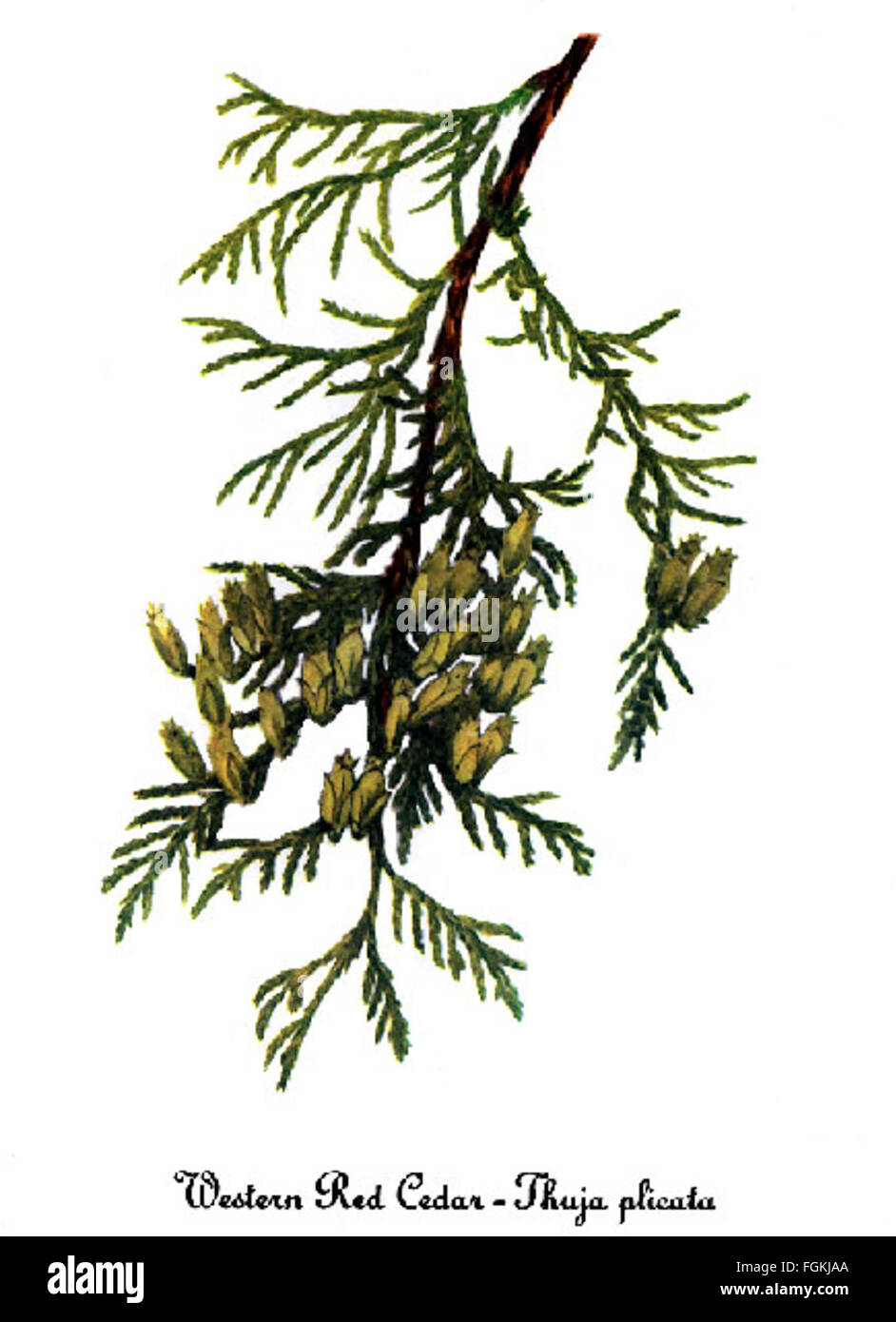 A botanical illustration by Mary Vaux Walcott depicting the Thuja ...