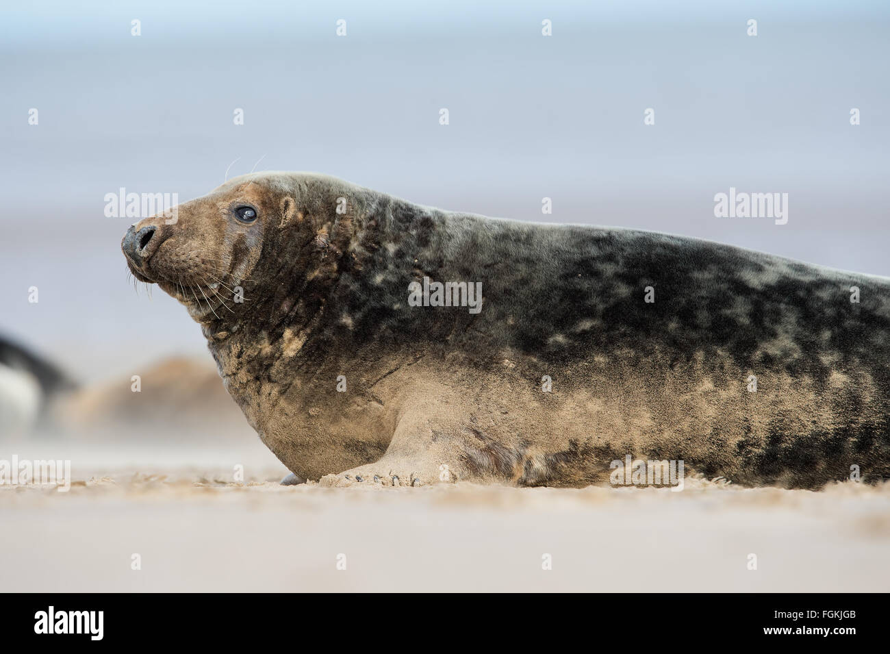 Sunny seal hi-res stock photography and images - Alamy