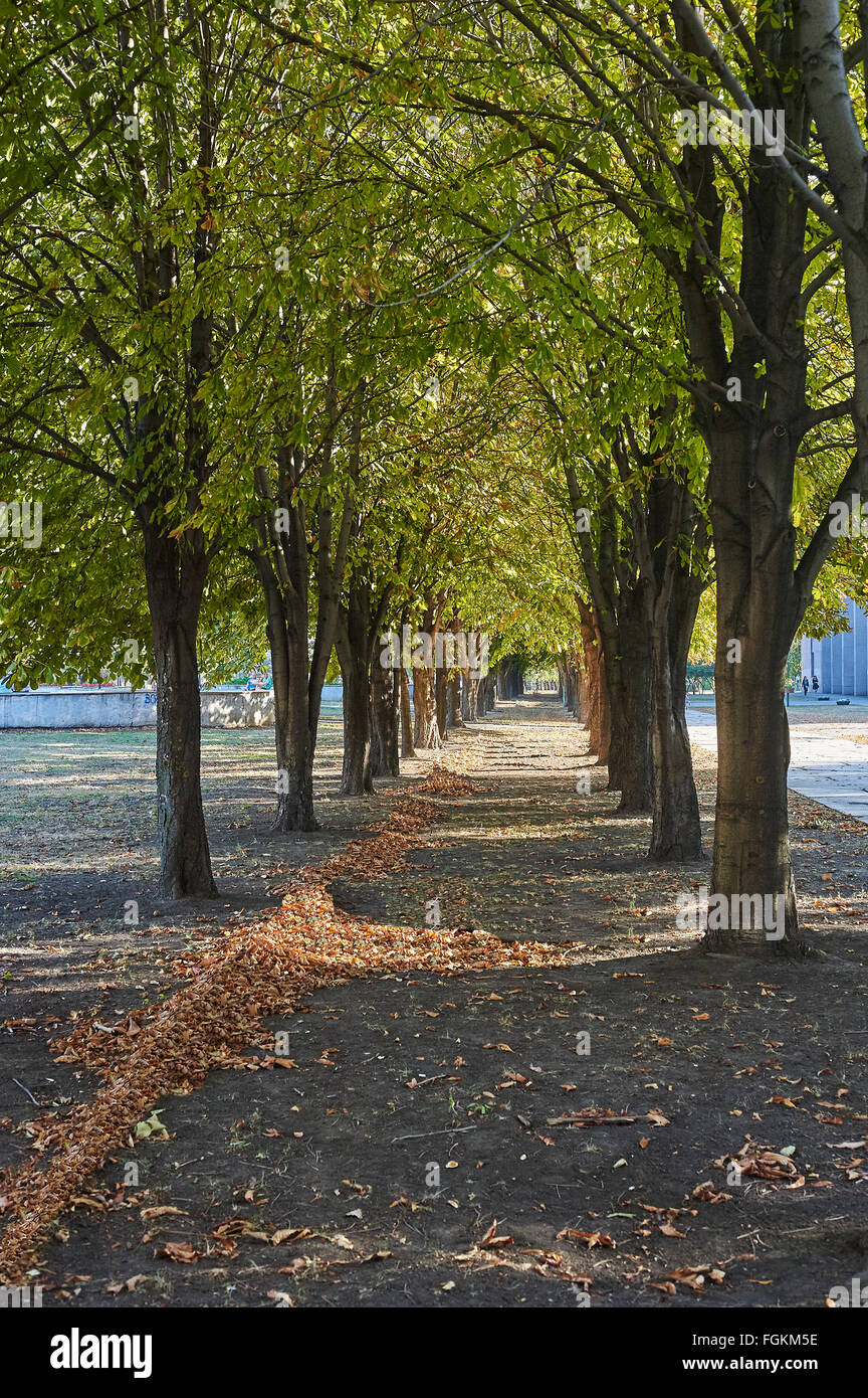 Pedestrian walkway for exercise lined up with beautiful tall trees ...