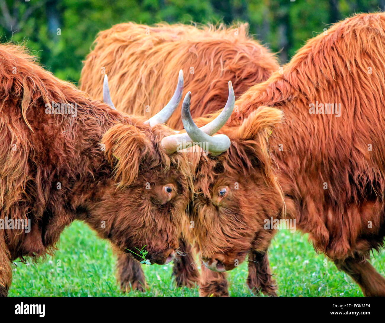 Two highland cows fighting in a meadow Stock Photo - Alamy