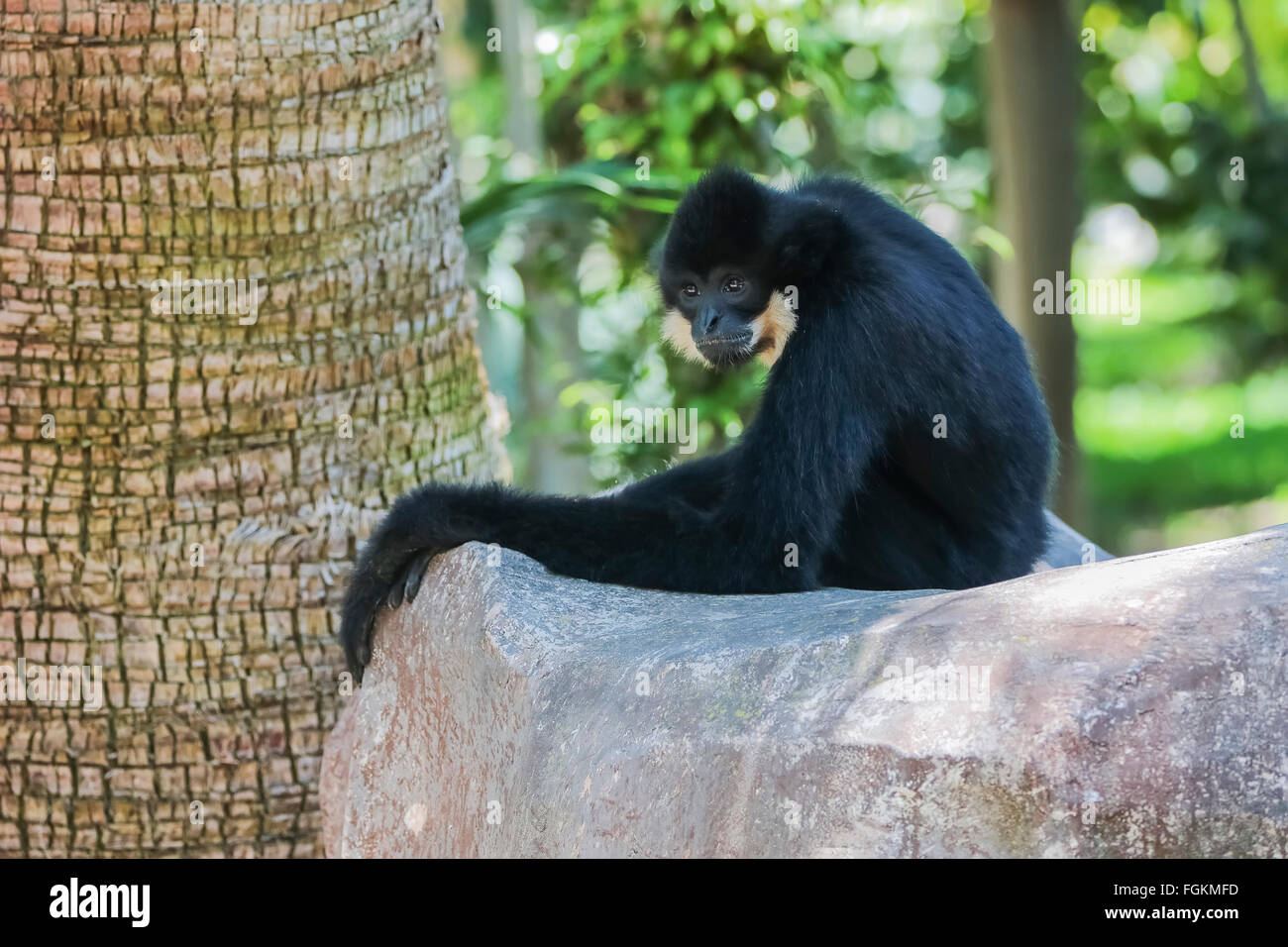 Animals in the wild, in their natural habitats. Wednesday Stock Photo ...