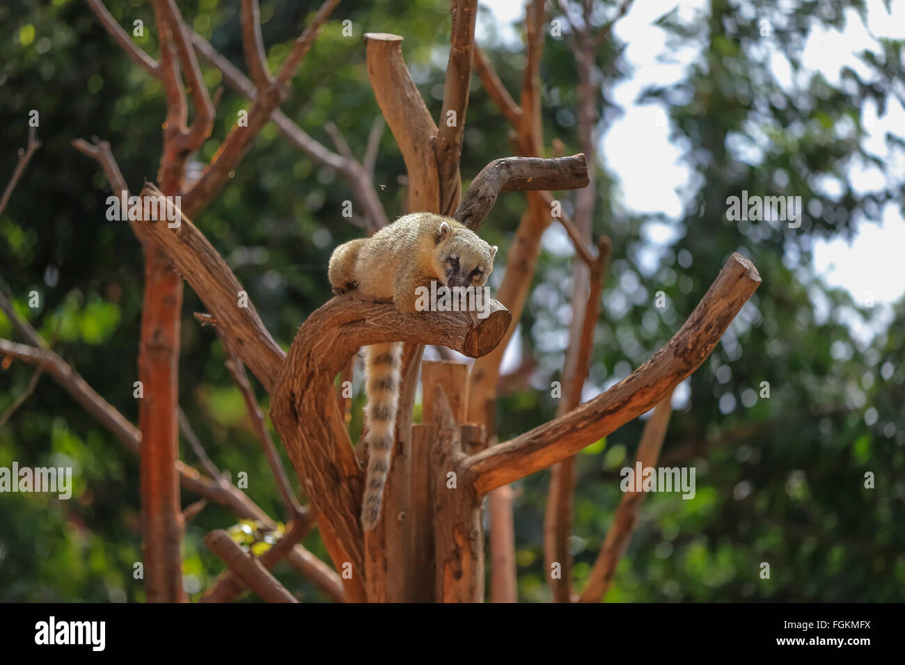 Natural animal habitats hi-res stock photography and images - Alamy