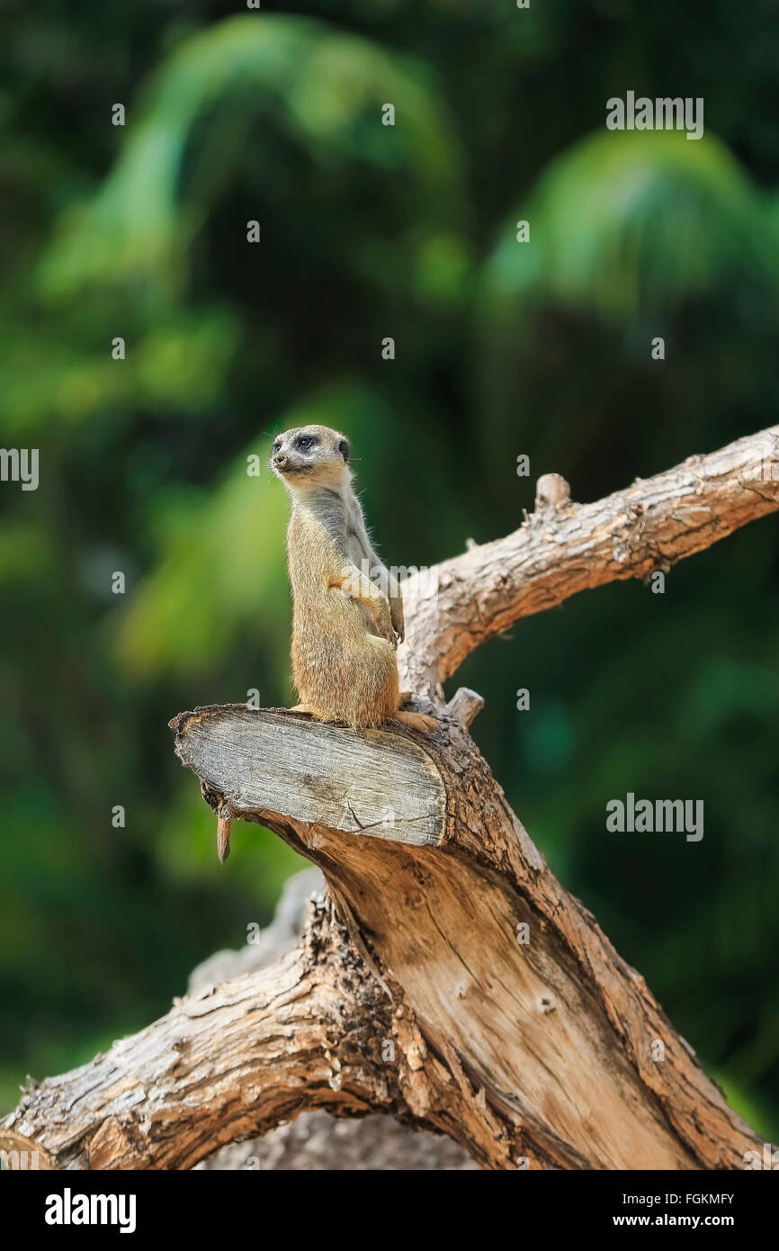 Mount spec hi-res stock photography and images - Alamy