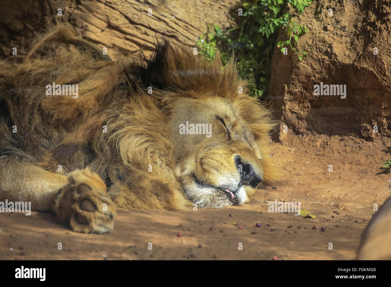Natural animal habitats hi-res stock photography and images - Alamy