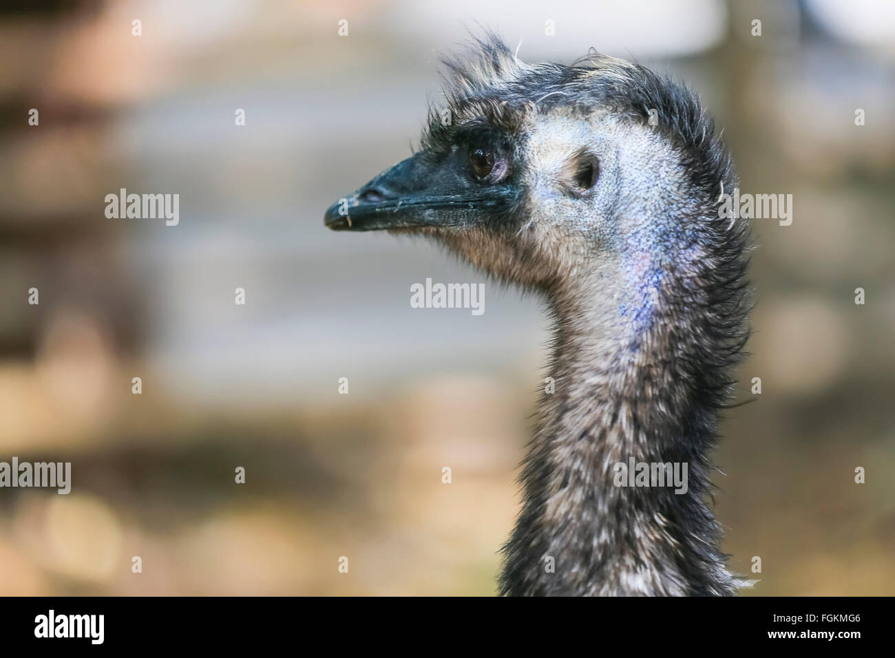 Animals in the wild, in their natural habitats. Wednesday Stock Photo ...