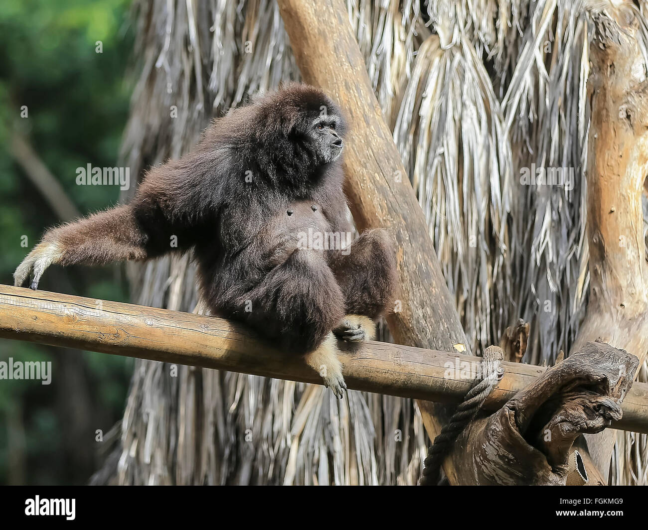 Animals in the wild, in their natural habitats. Wednesday Stock Photo ...