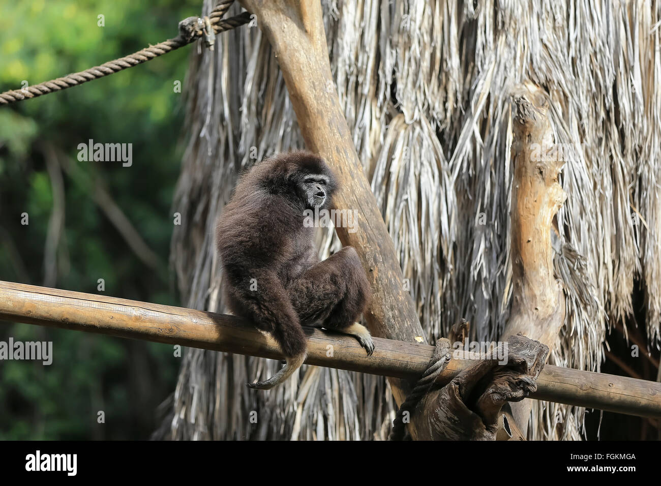Animals in the wild, in their natural habitats. Wednesday Stock Photo ...