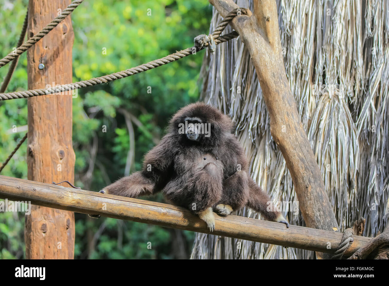 Animals in the wild, in their natural habitats. Wednesday Stock Photo ...