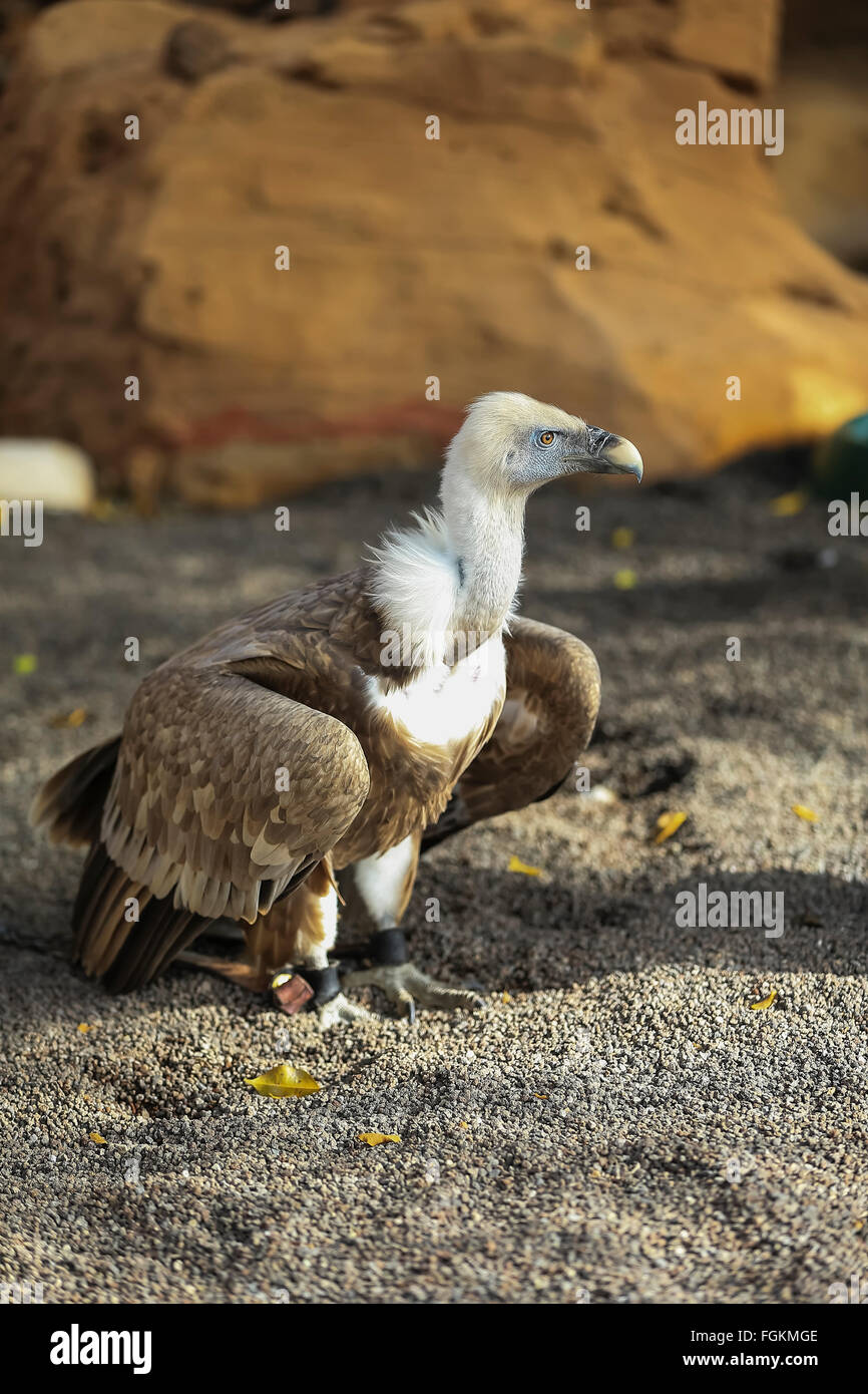 Beak vulture hi-res stock photography and images - Alamy
