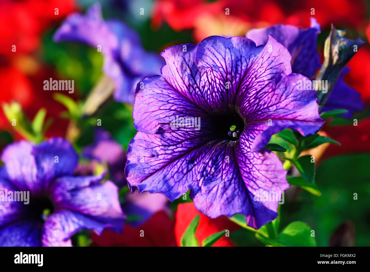 Floral background. Flowers of Petunia close up Stock Photo - Alamy
