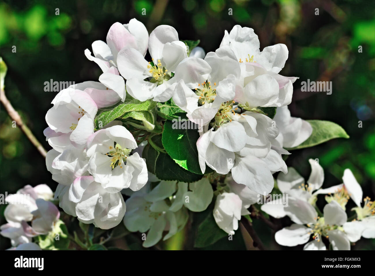 Apple flower blossom ovary hi-res stock photography and images - Alamy