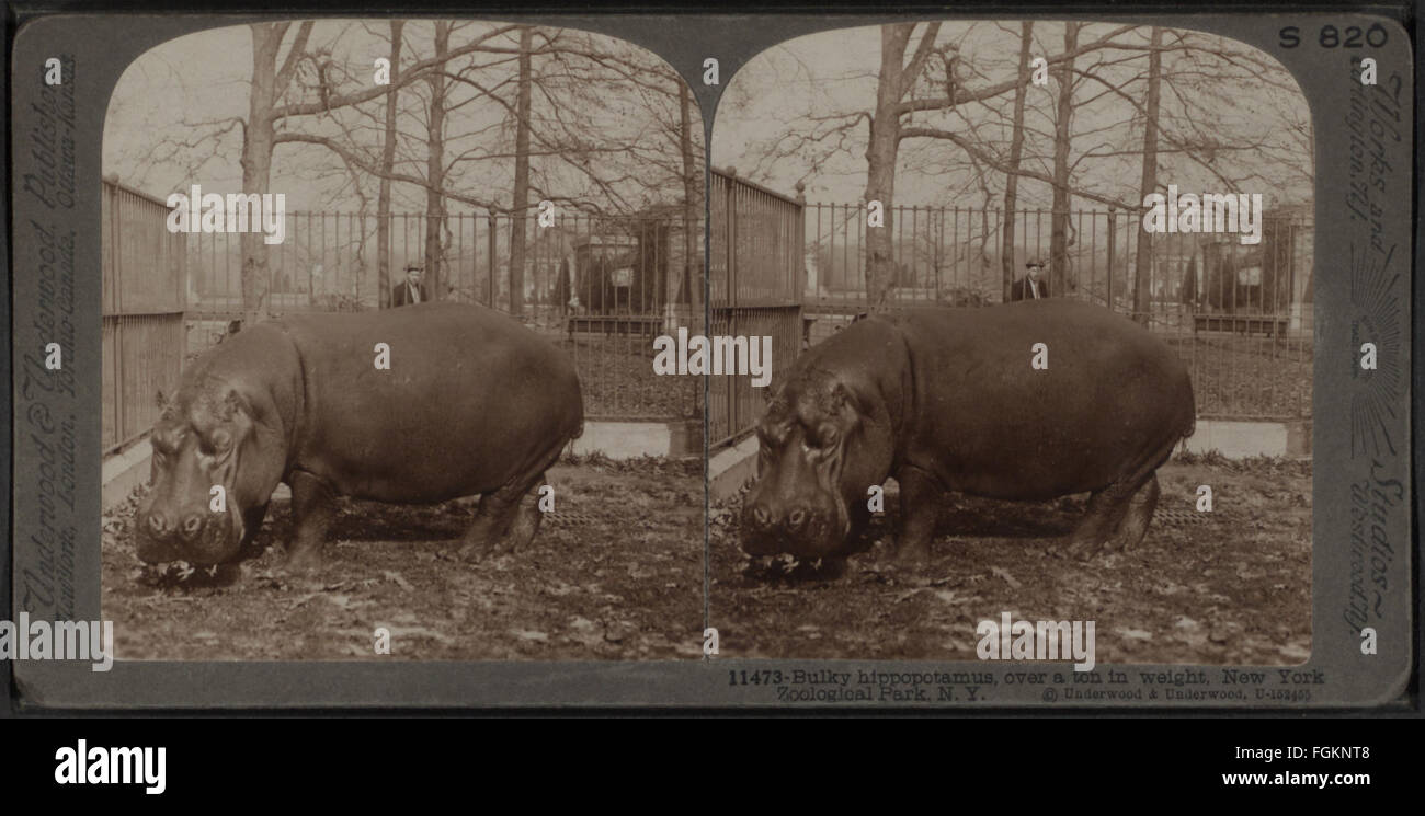 This historic black-and-white photograph shows a bulky hippopotamus ...
