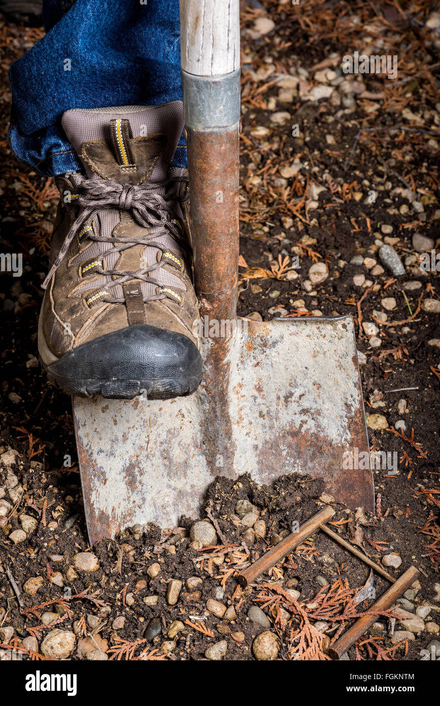 Boot presses a steel shovel into the ground Stock Photo - Alamy