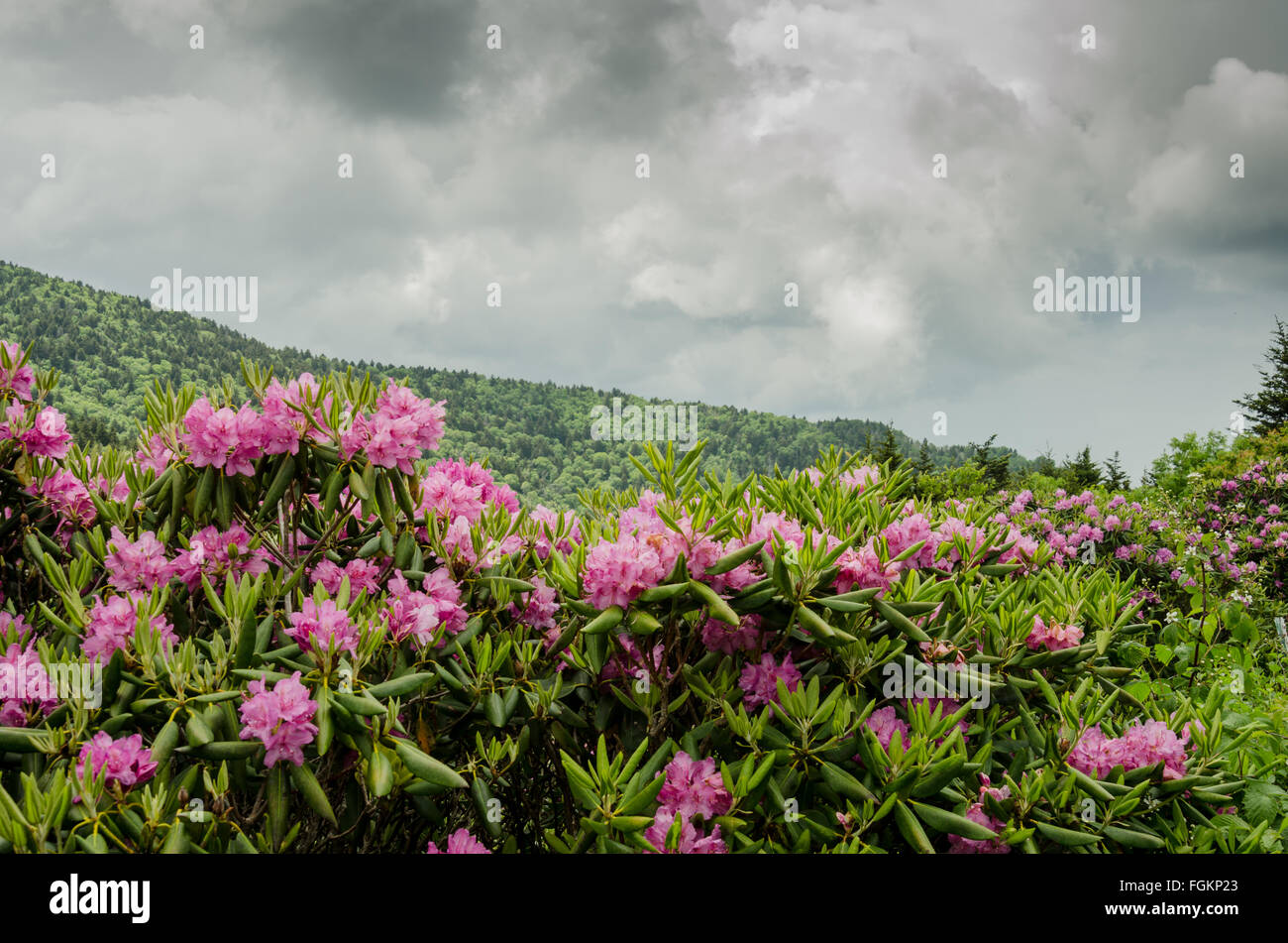 Rhododendron in front of Blue Ridge Mountains during the June bloom ...