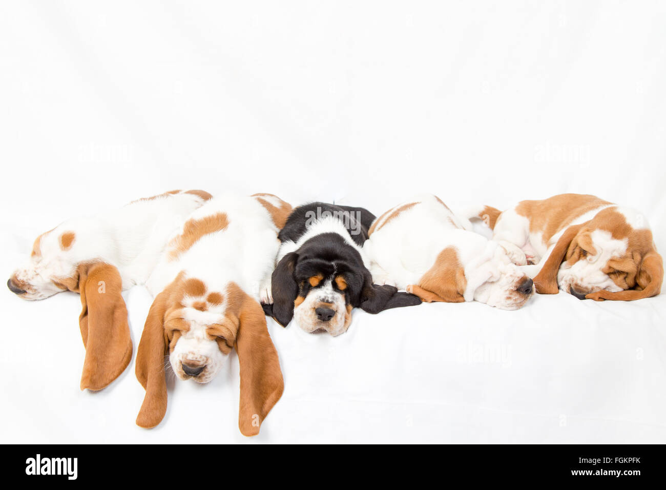 Can A Basset Hound And A Drever Be Friends