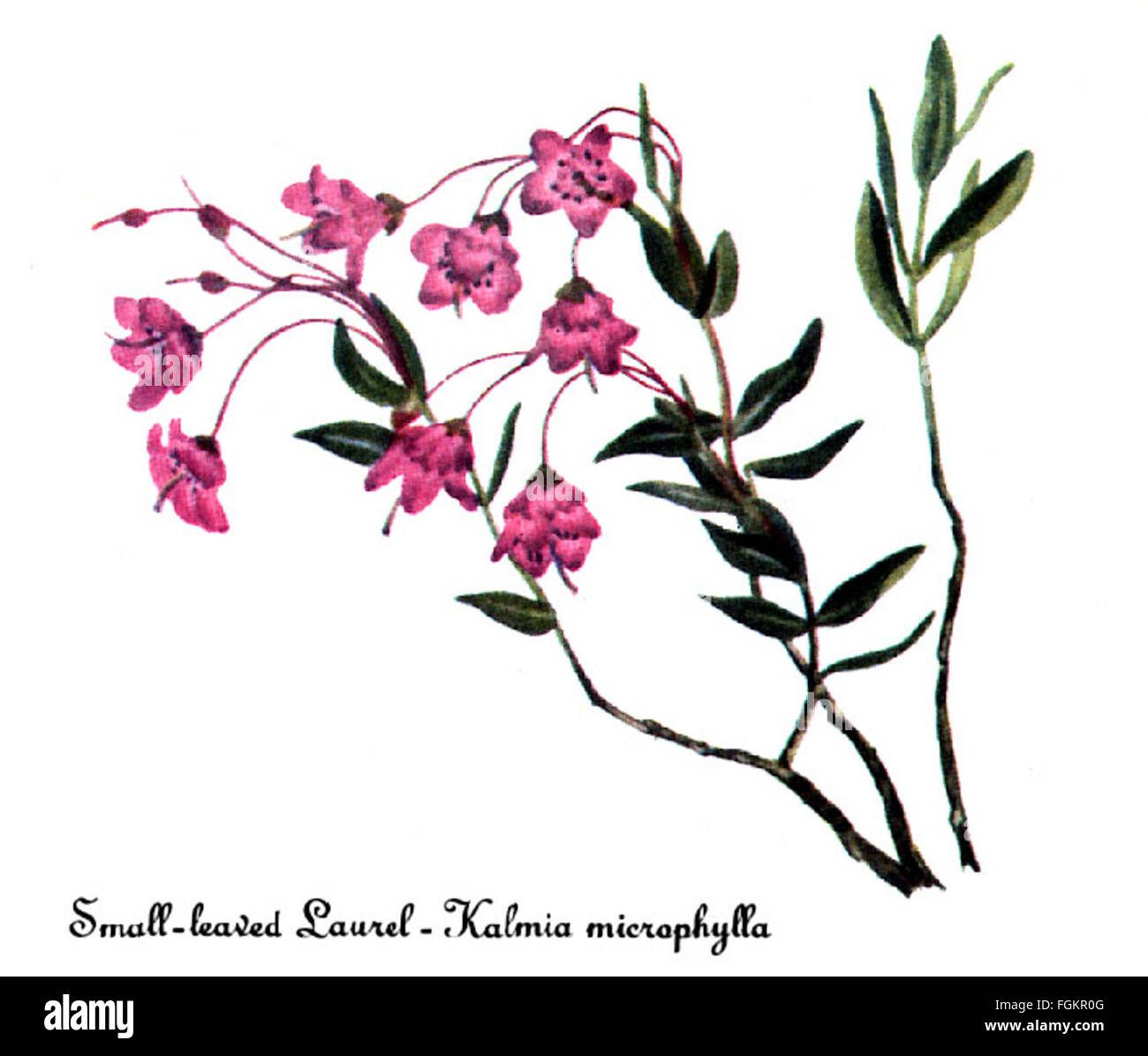 Kalmia microphylla Cut Out Stock Images & Pictures - Alamy