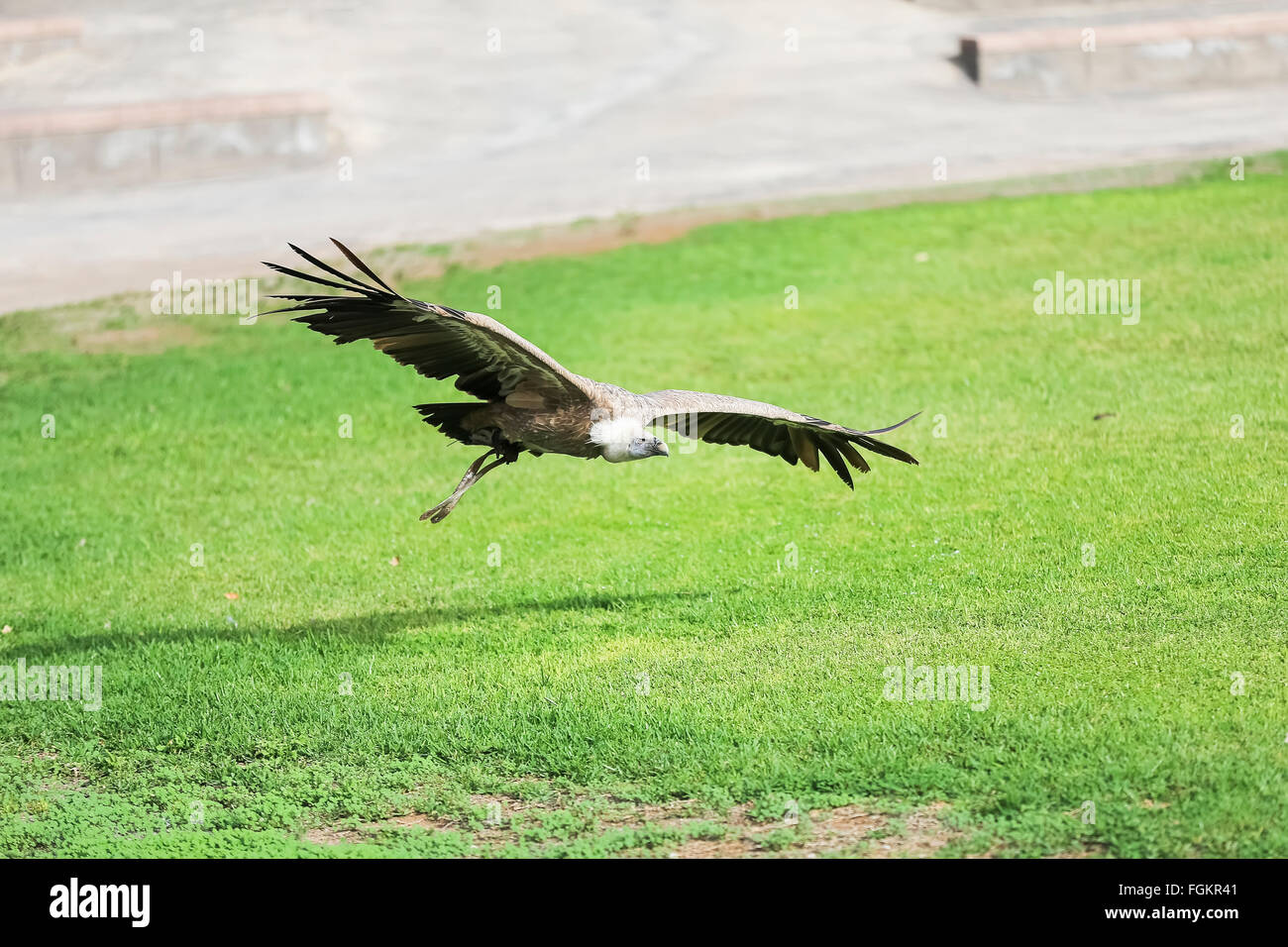Big bird griffon vulture hi-res stock photography and images - Alamy