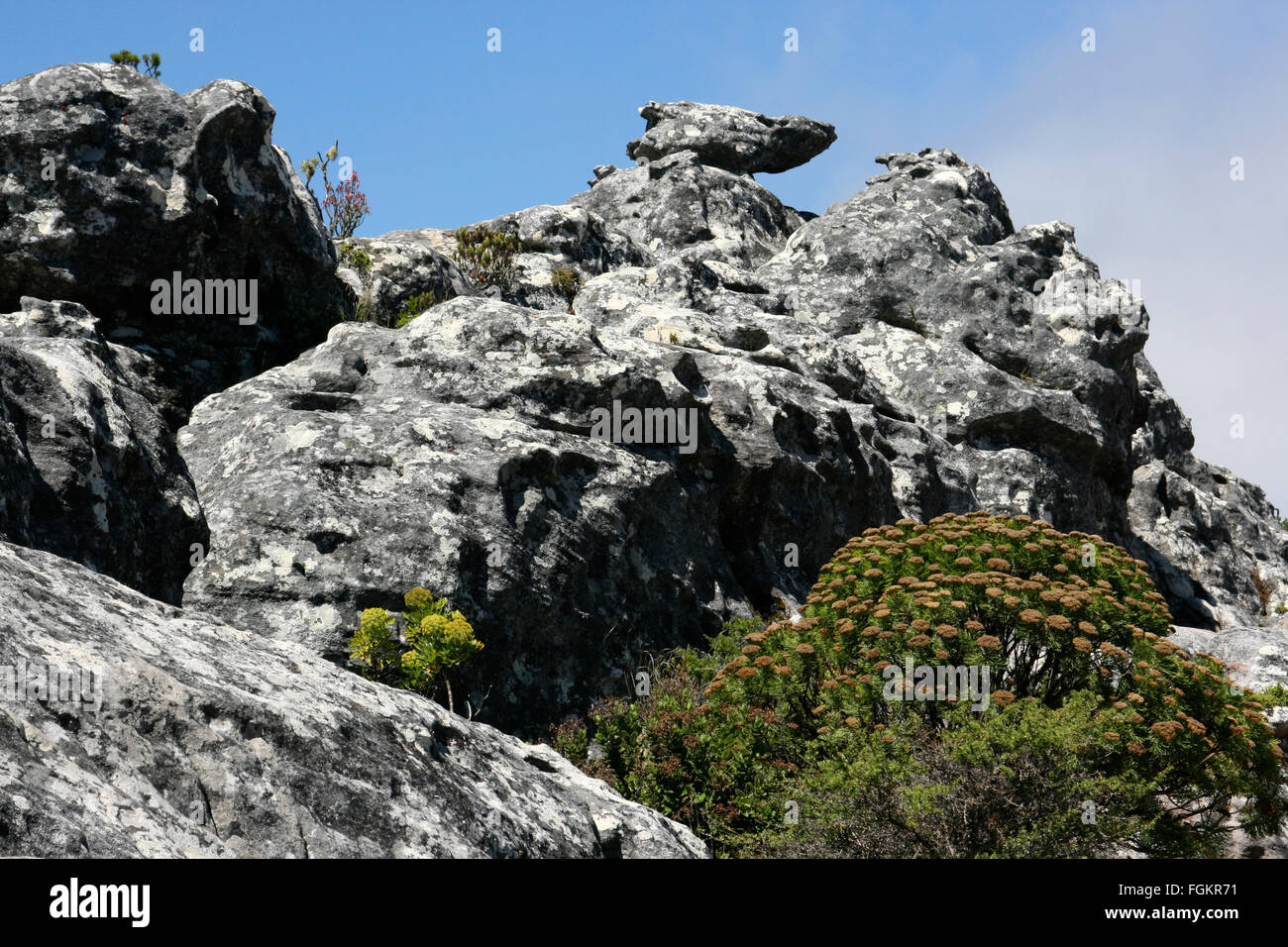 Fynbos vegetation grows between rocks on the surface of Table Mountain ...