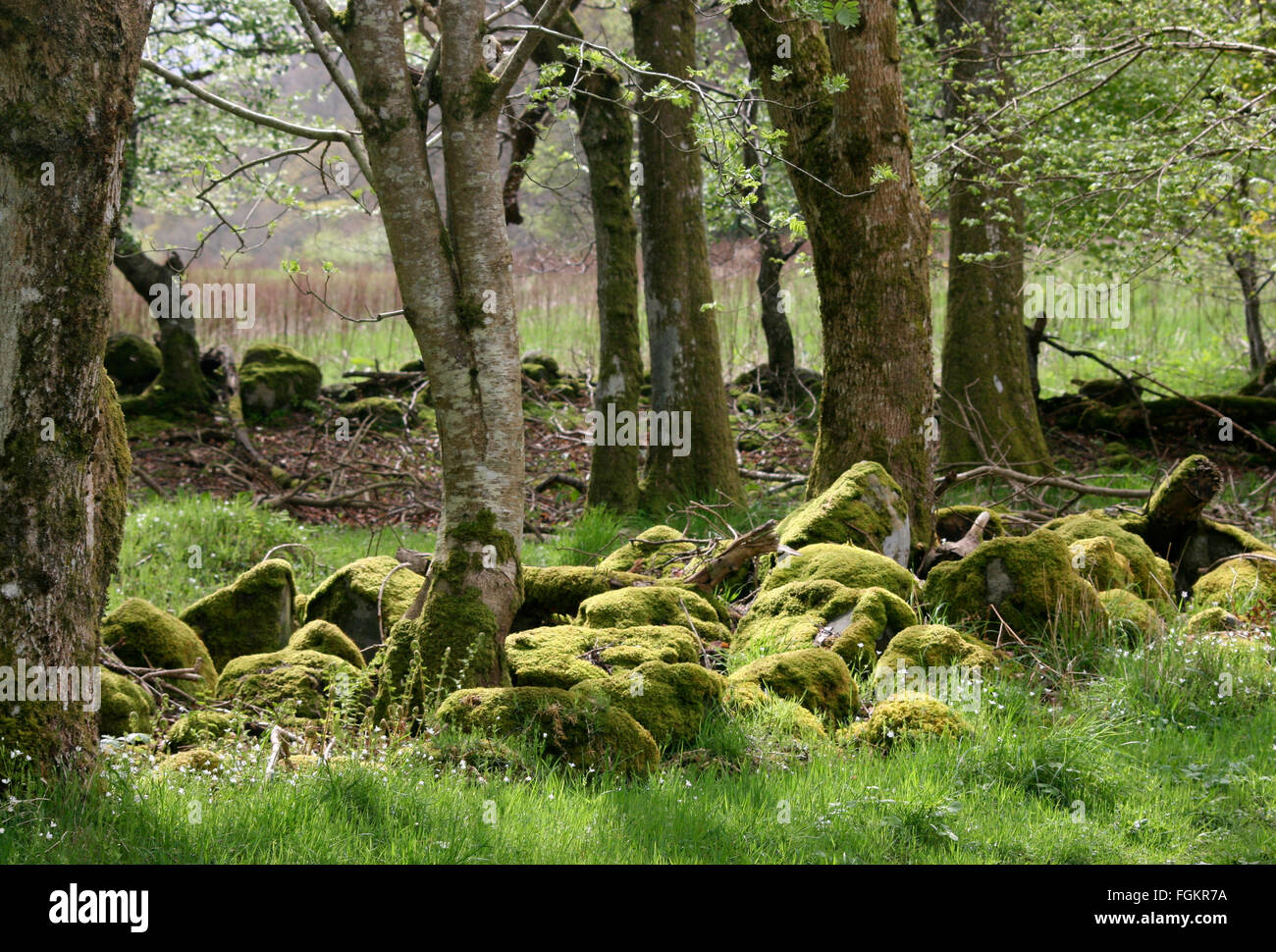 Moss rocks trees hi-res stock photography and images - Alamy