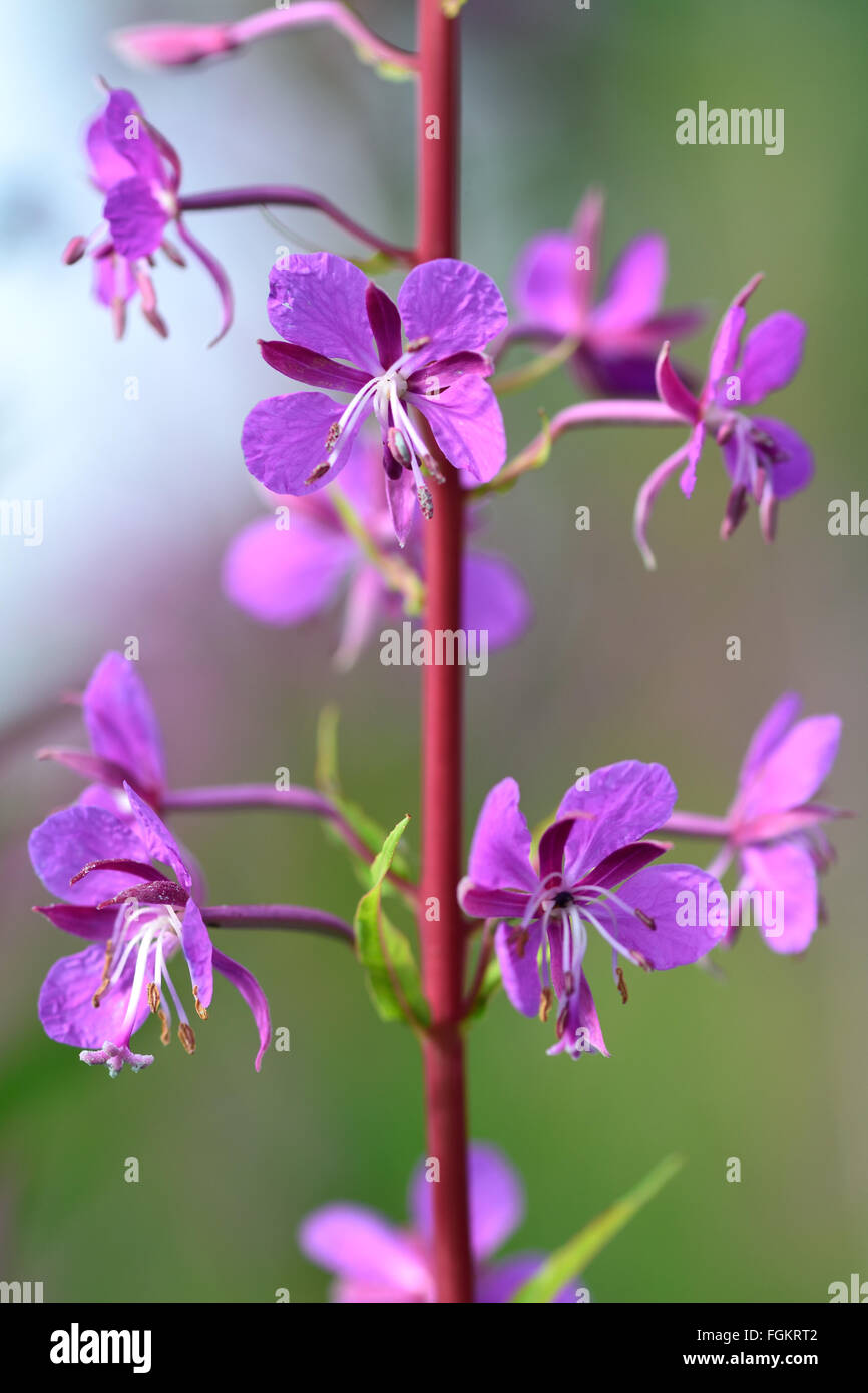 Rosebay willowherb hi-res stock photography and images - Alamy