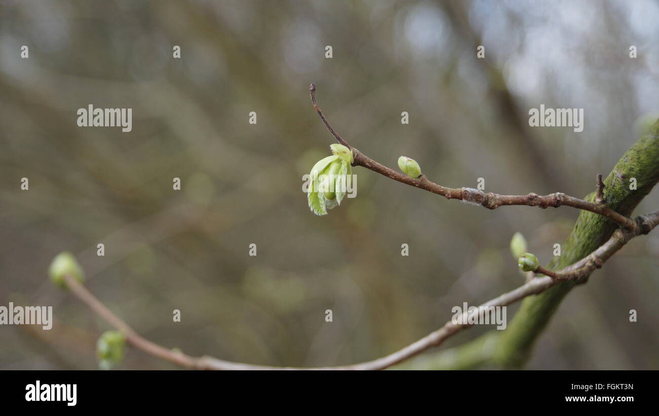 Spring is here with the green buds on the trees Stock Photo - Alamy