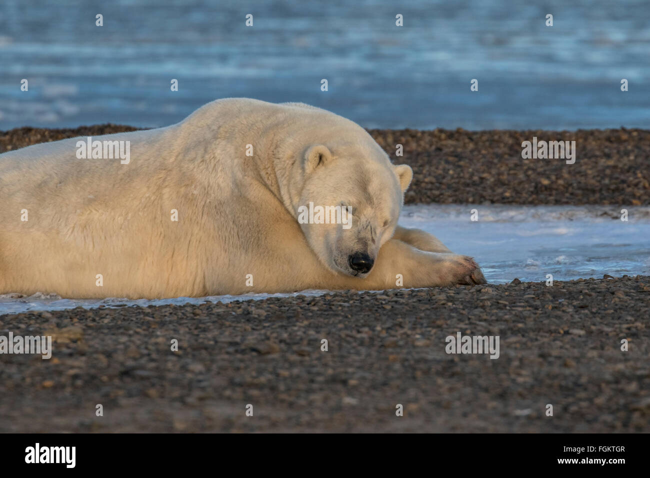 Polar Bear sleeping Stock Photo - Alamy