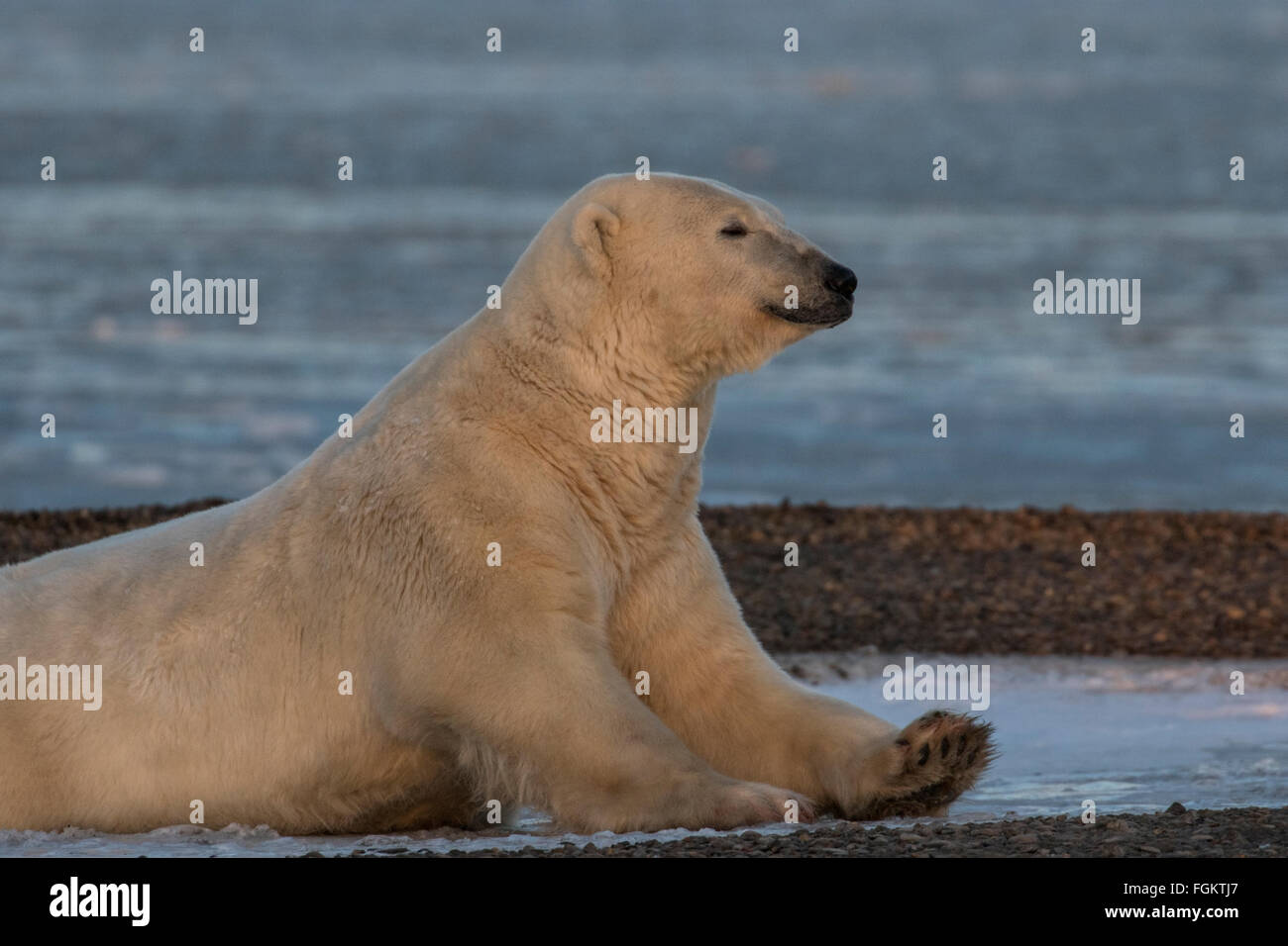 Bear laying down hi-res stock photography and images - Alamy