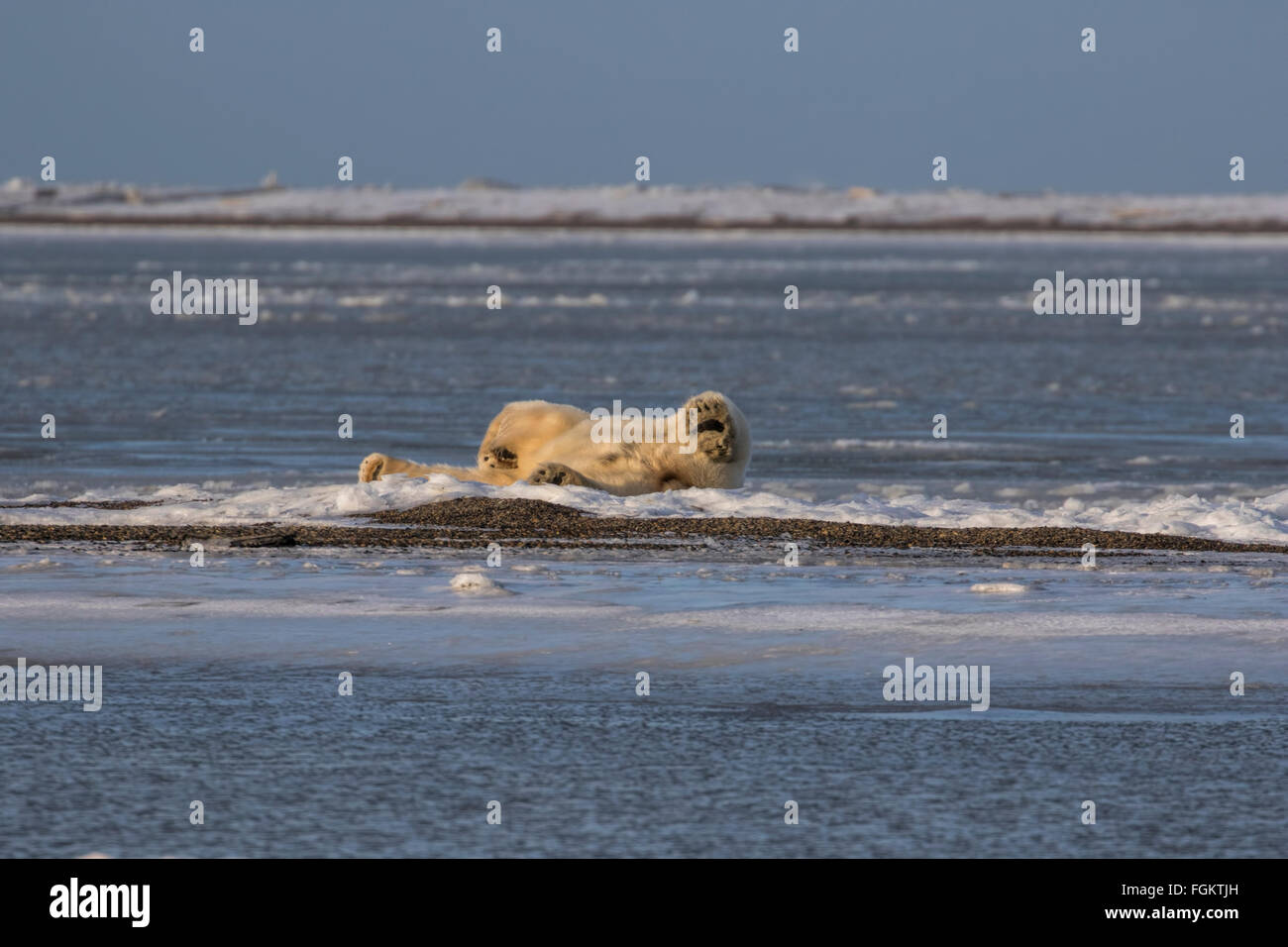 Barter island polar bear hi-res stock photography and images - Alamy