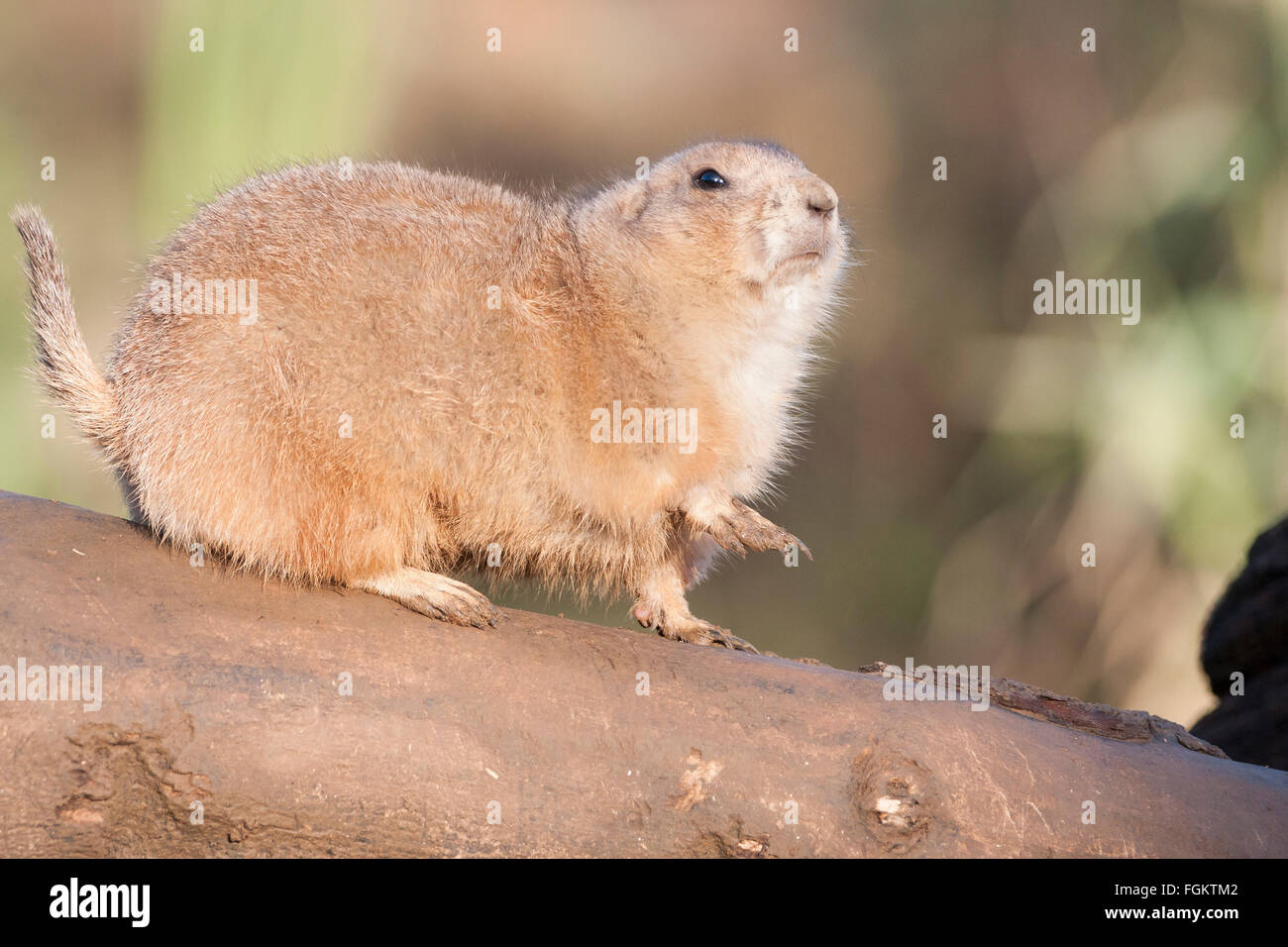 Prairie Dogs are a rodent native to the North American prairies Stock ...