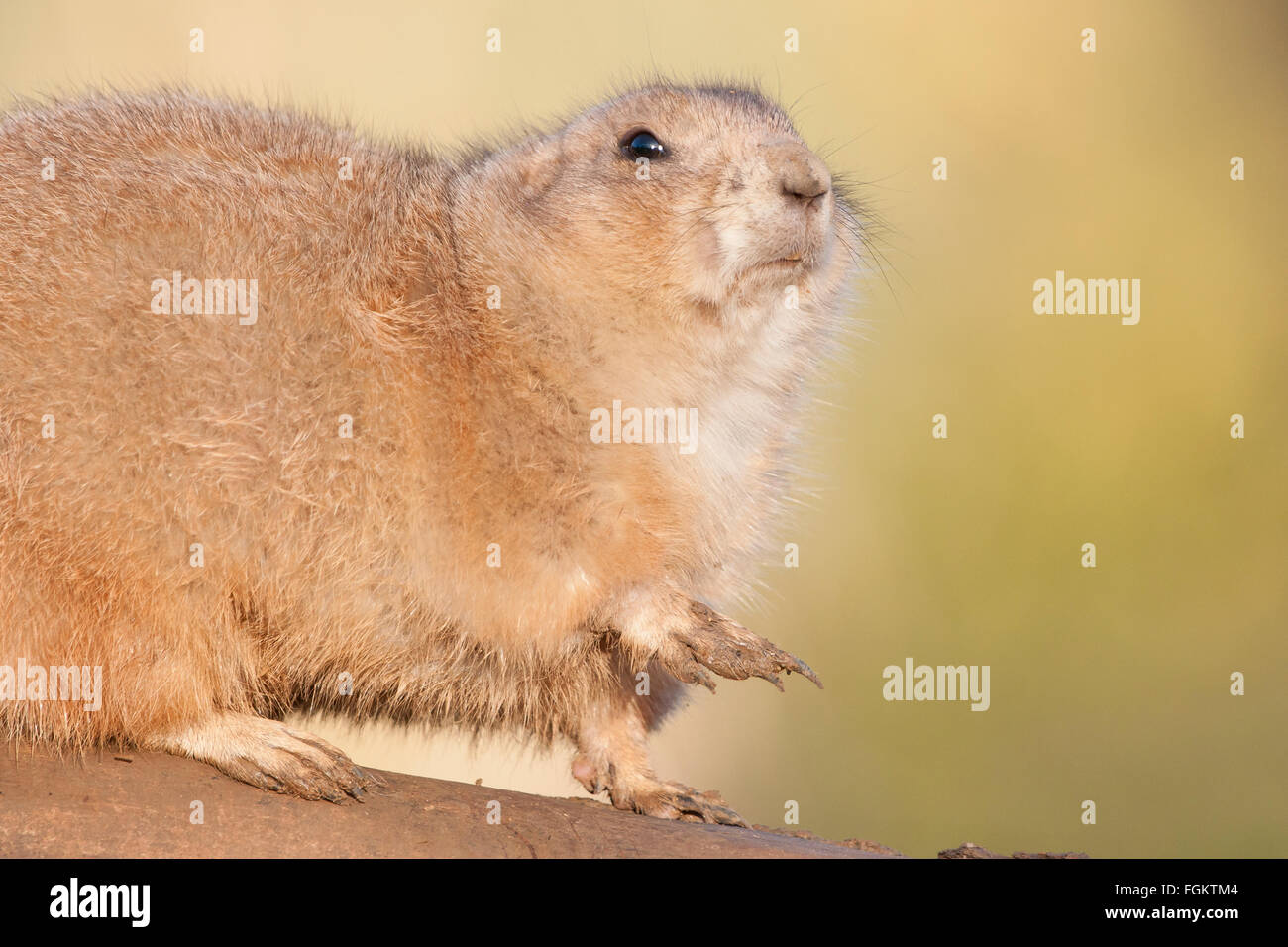 Prairie Dogs are a rodent native to the North American prairies Stock ...