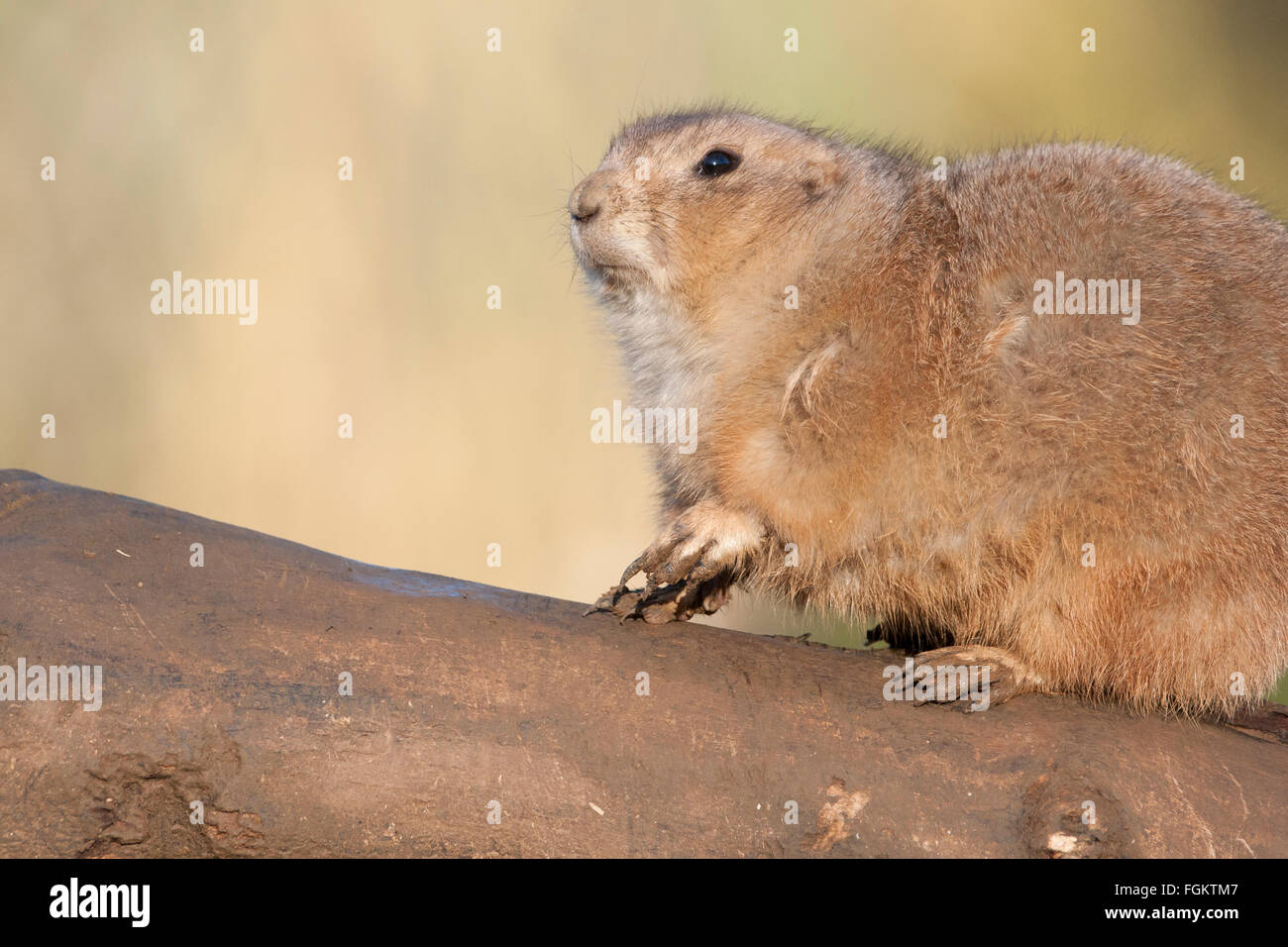 Prairie Dogs are a rodent native to the North American prairies Stock ...