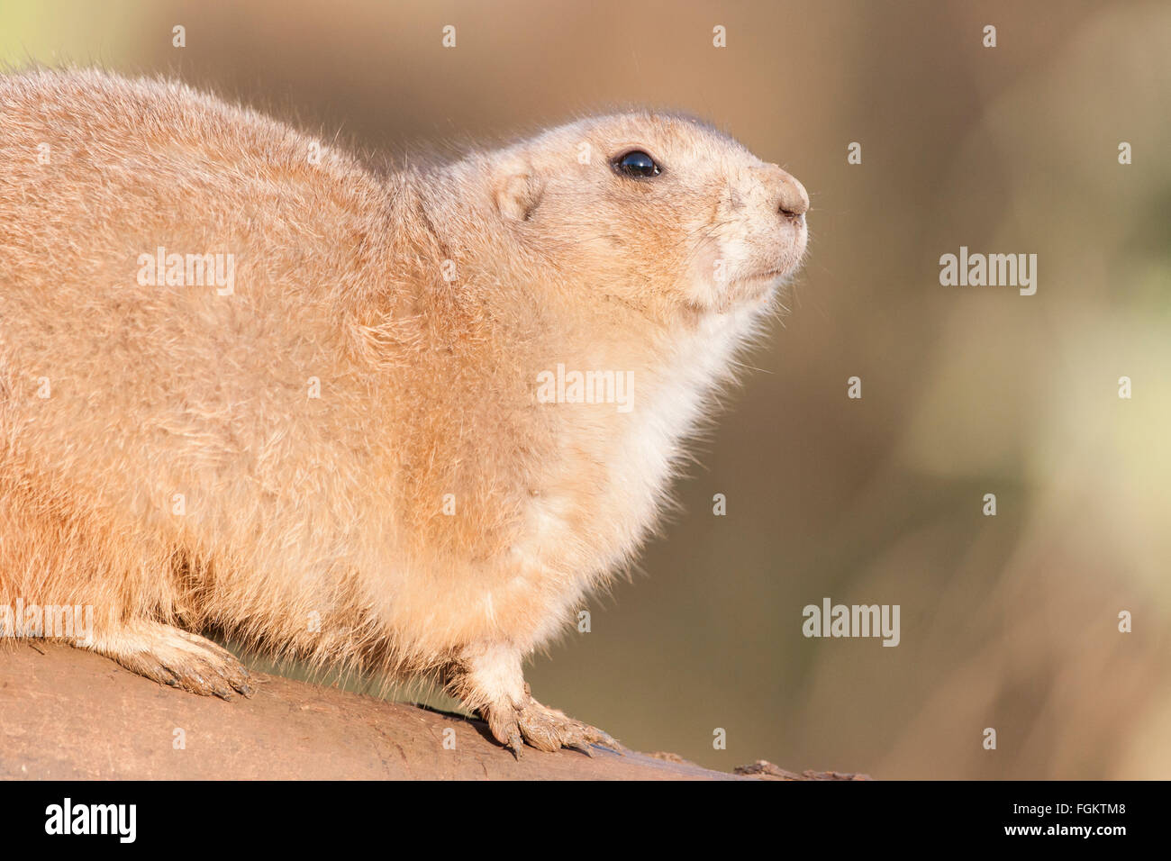 Prairie Dogs are a rodent native to the North American prairies Stock ...