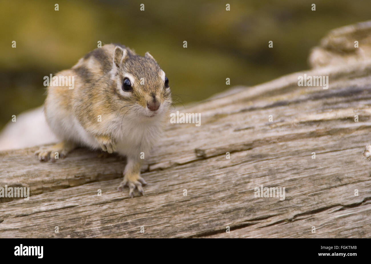 Potrait of chipmunk Stock Photo - Alamy
