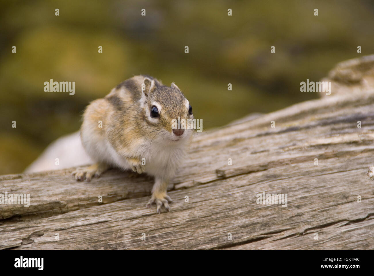 Potrait of chipmunk Stock Photo - Alamy