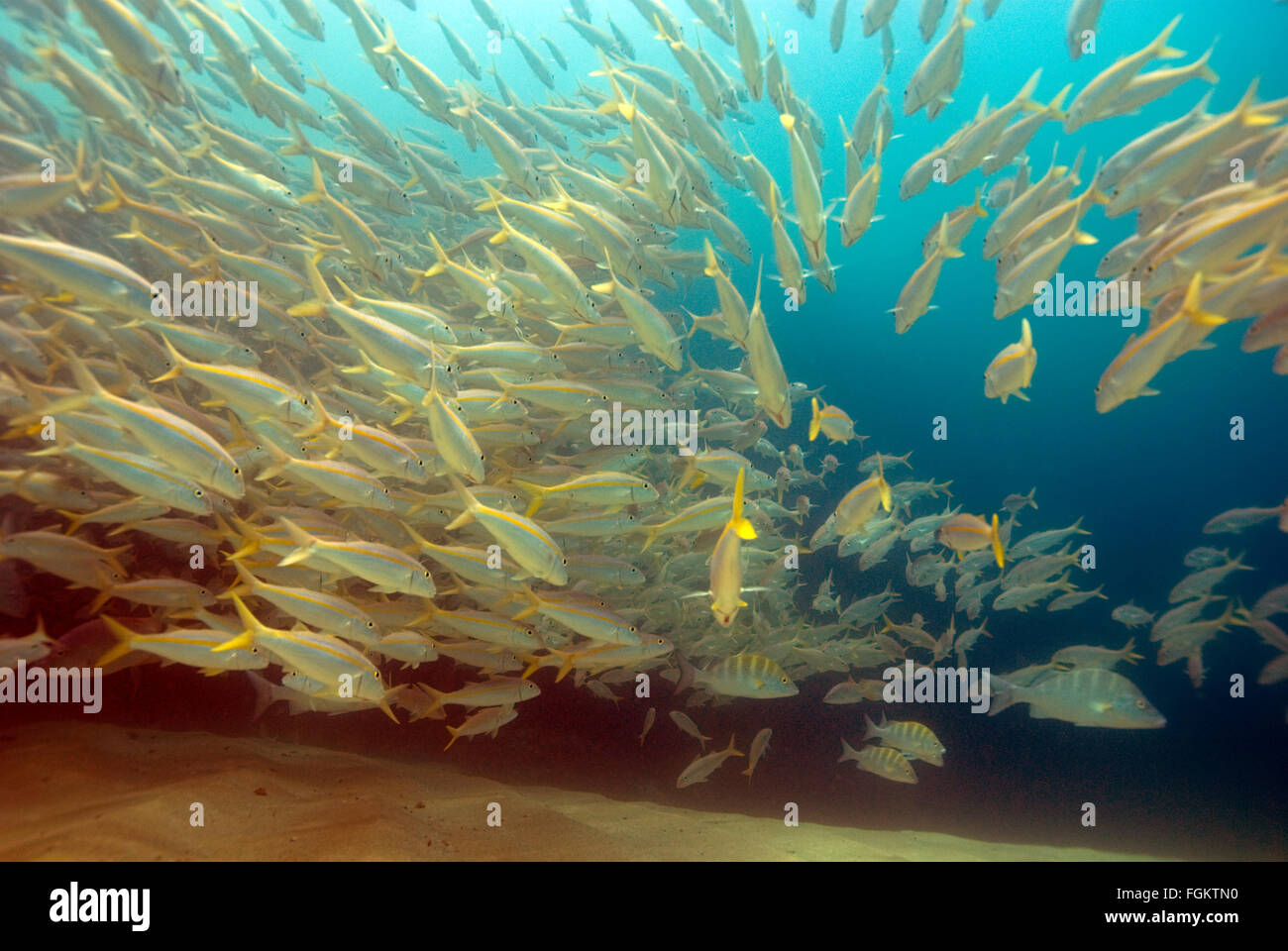 Tropical fish at Mexico underwater coral reef Stock Photo - Alamy