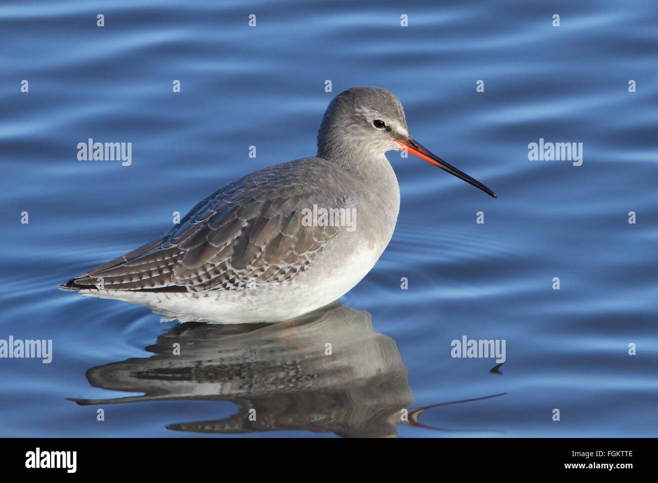 Adult winter spotted redshank hi-res stock photography and images - Alamy