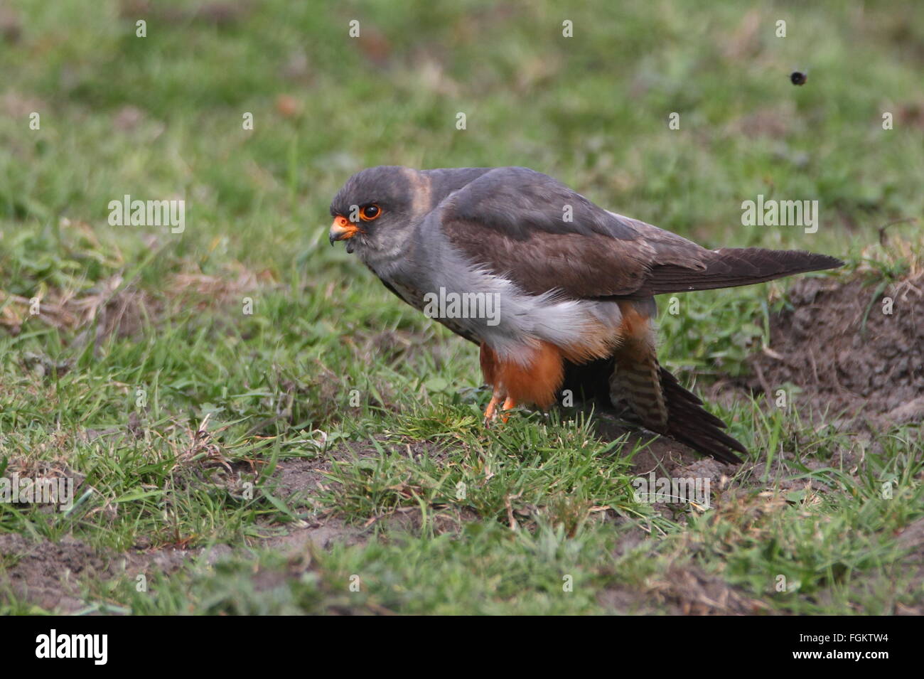 Red- footed Falcon Stock Photo - Alamy