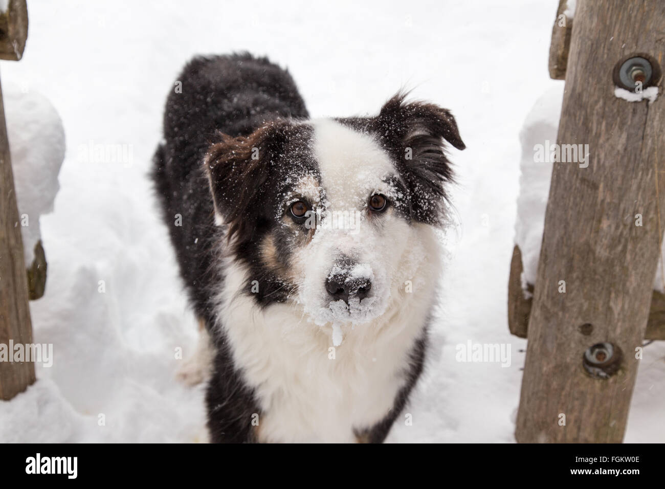 Frozen dog face hi-res stock photography and images - Alamy